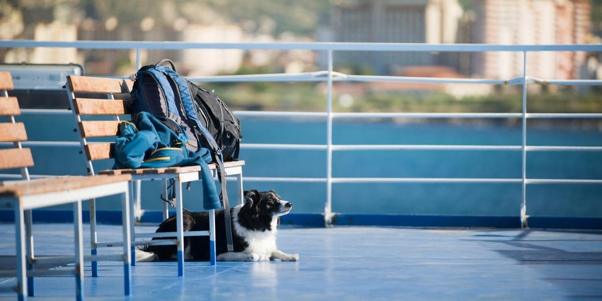 dogs-and-ferries-in-the-balearics-with-bale-ria-ferryhopper