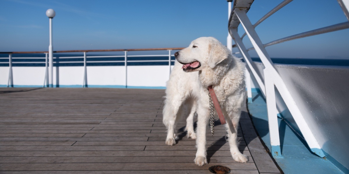 Italy by Ferry with your Pet | Ferryhopper