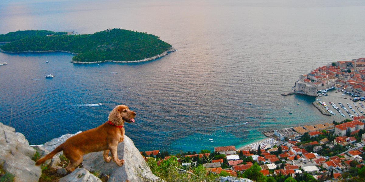 Planning a Dog-Friendly Vacation in Croatia | Ferryhopper