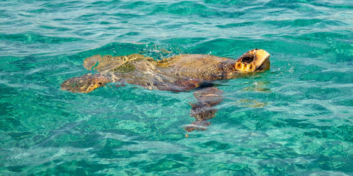 Top Sustainable Activities in the Greek Islands | Ferryhopper